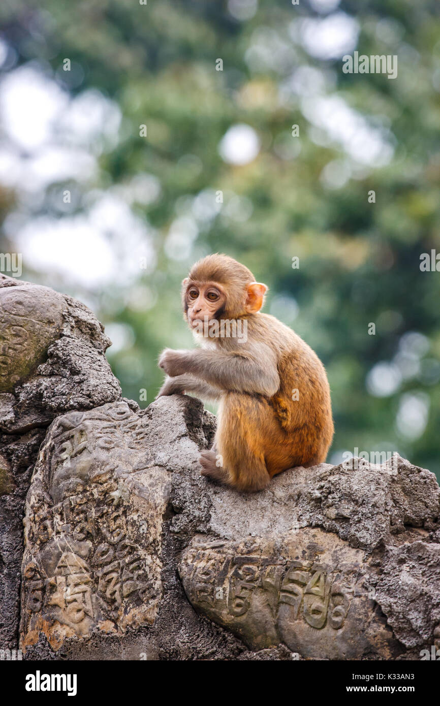 Macacus baby monkey living in the Swayambu Nath Temple, Kathmandu ...