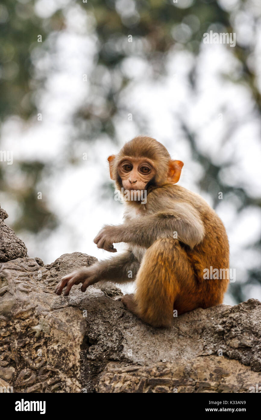 Macacus baby monkey living in the Swayambu Nath Temple, Kathmandu ...