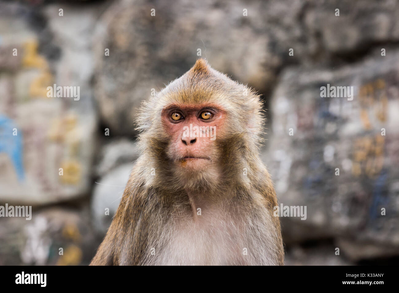 Macacus monkey living in the Swayambu Nath Temple, Kathmandu, Nepal ...