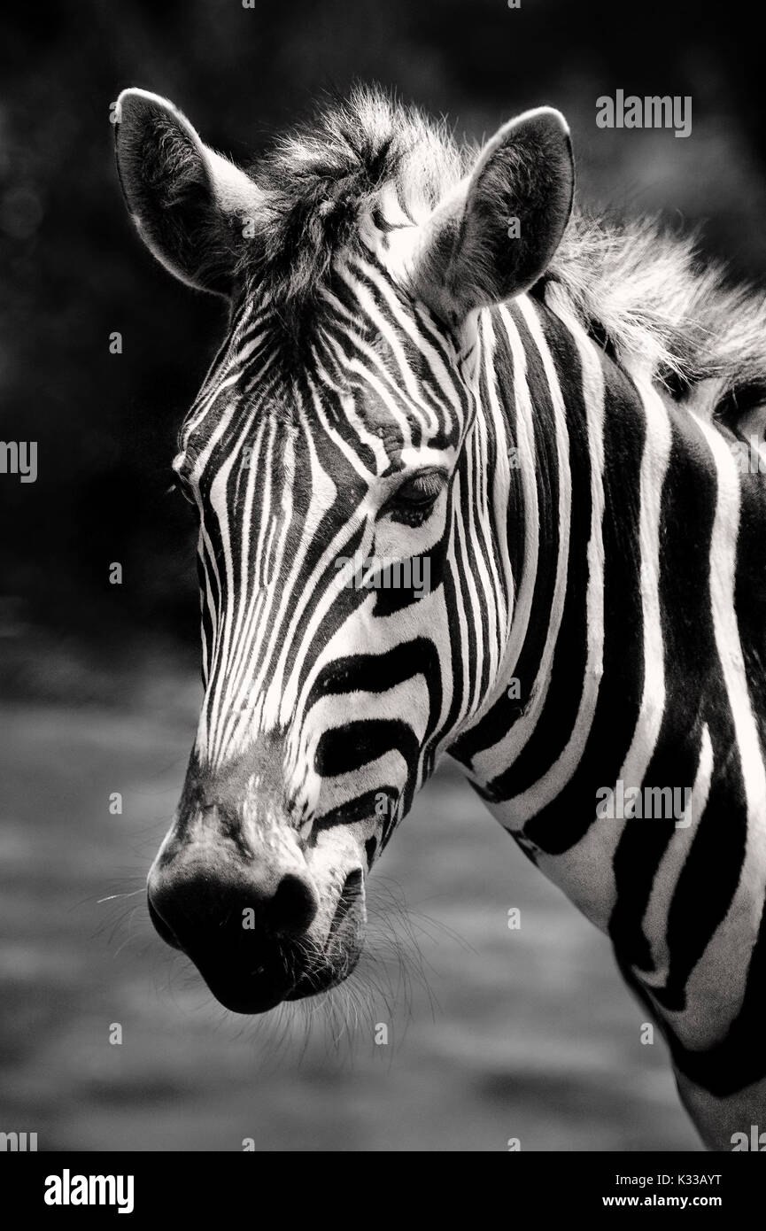 Zebra mule hi-res stock photography and images - Alamy