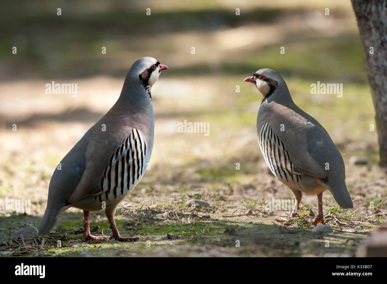 Pair of birds Stock Photo - Alamy