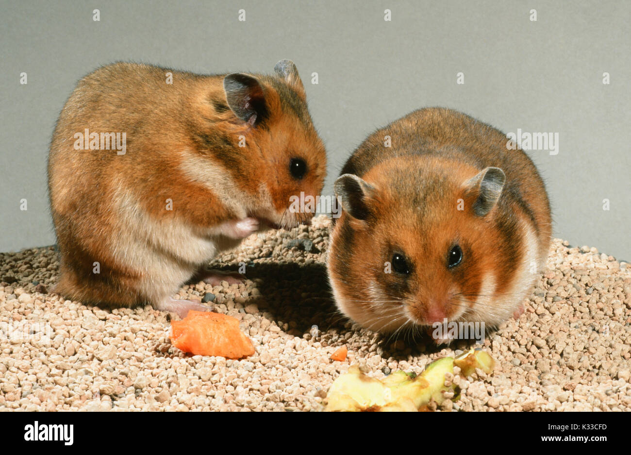 Syrian or Golden Hamsters Mesocricetus auratus. Pair. Male left washing ...