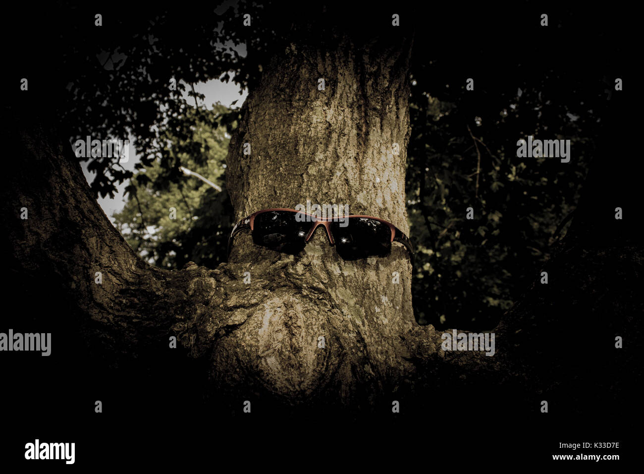 Tree root exposure hi-res stock photography and images - Alamy