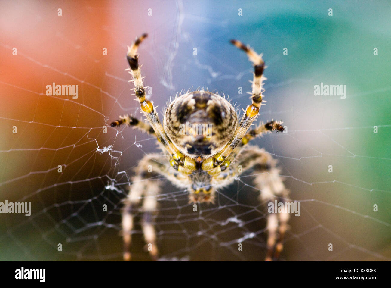 A garden spider on it spun webbing Stock Photo - Alamy