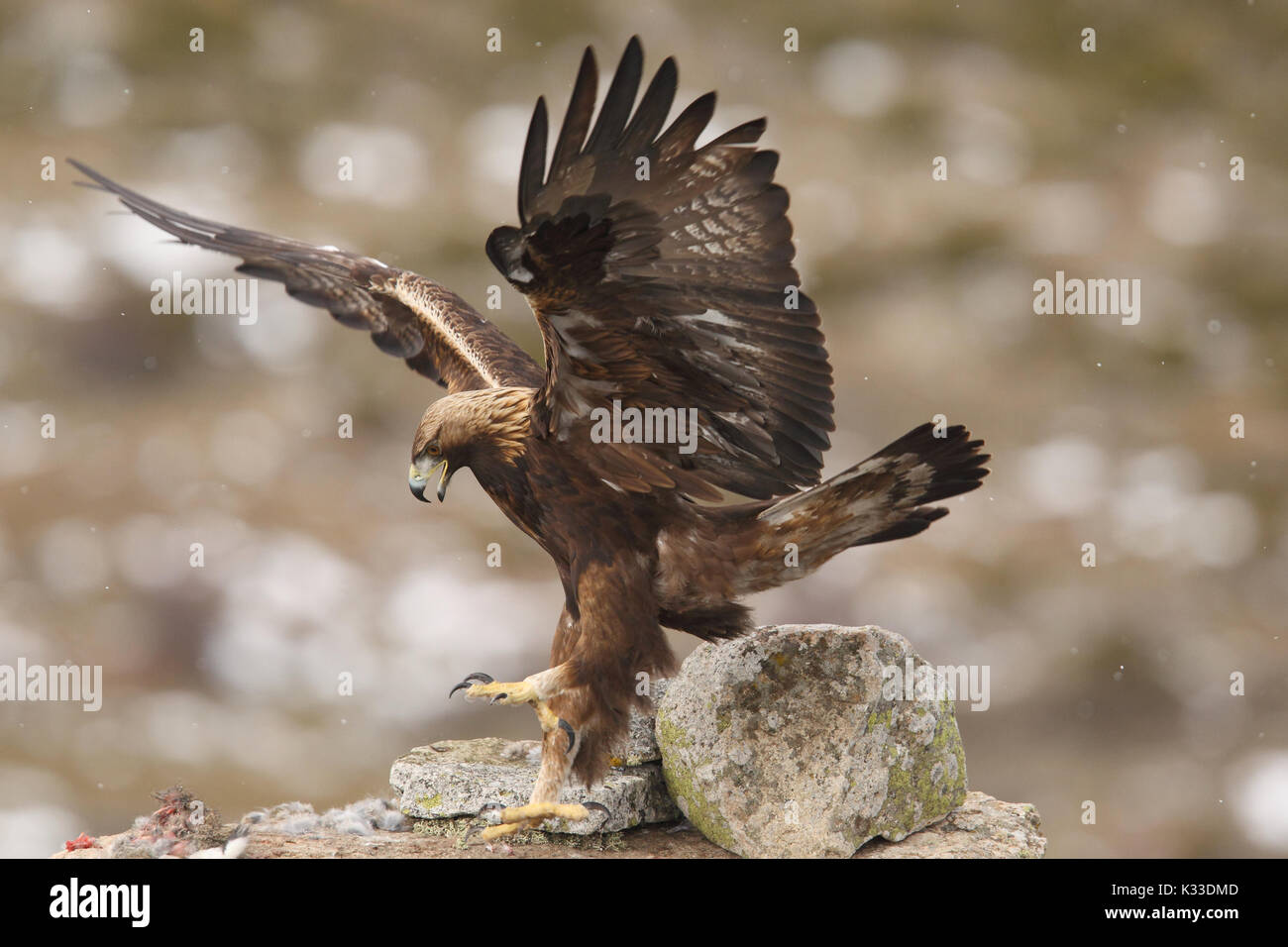 Golden eagle - Landing on the rocks Stock Photo - Alamy