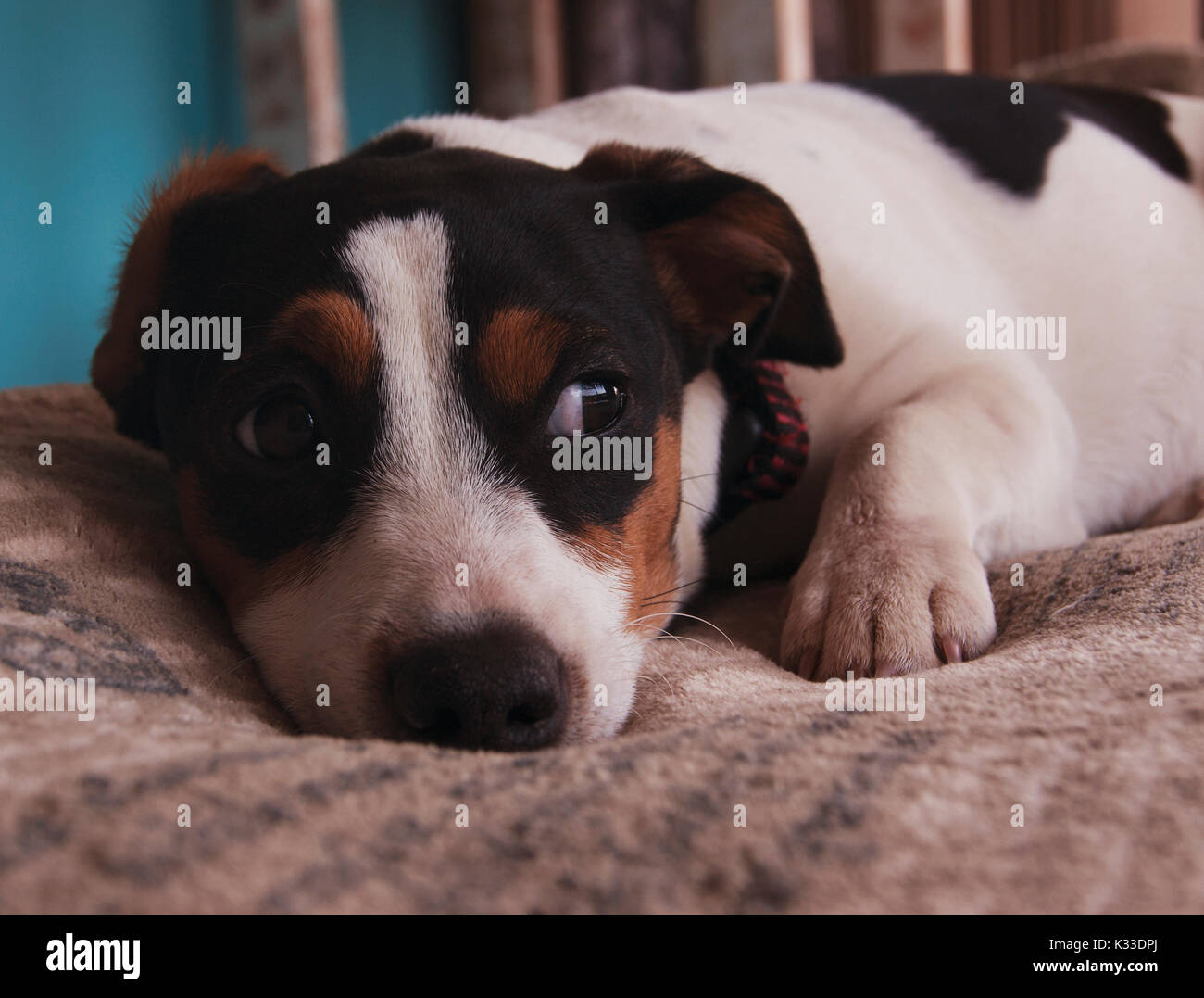 sad little Jack Russell dog lying on a blue background selective focus ...
