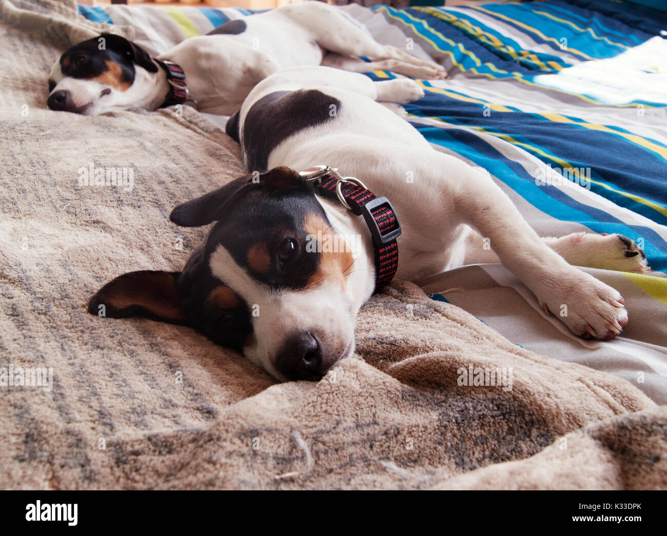 sad little Jack Russell dog lying on a blue background selective focus ...