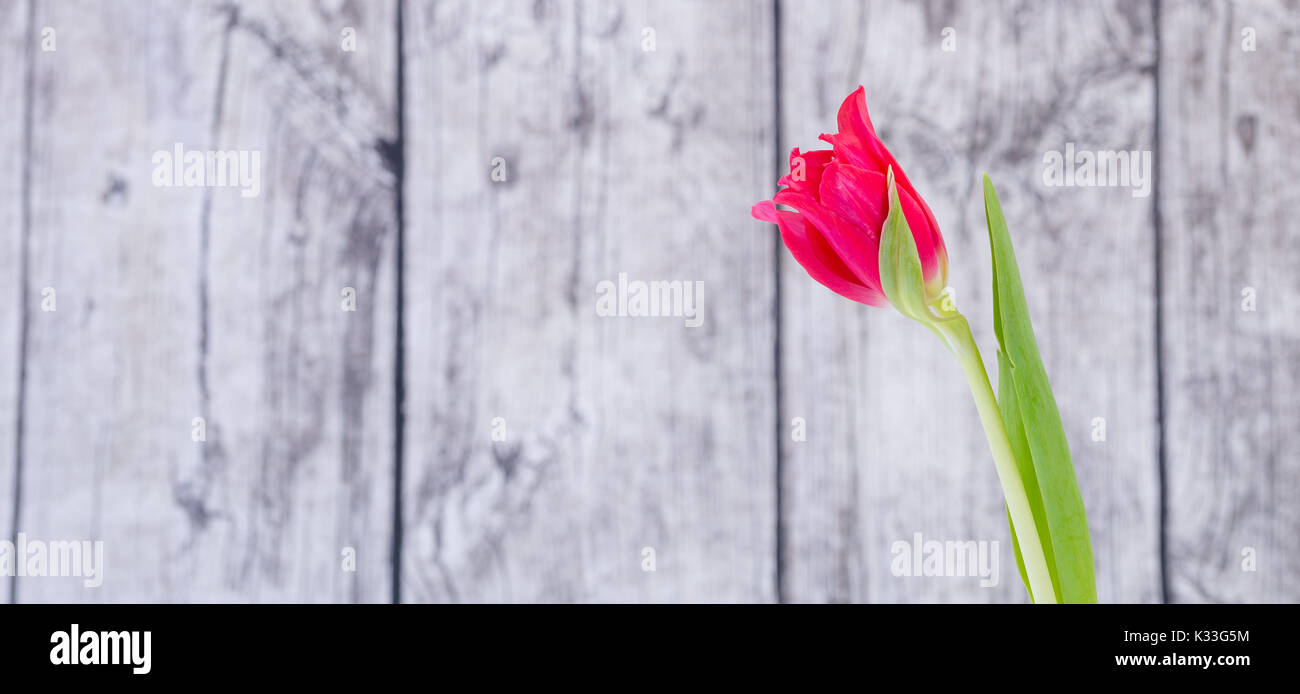 red tulip on wooden background with copy space banner Stock Photo - Alamy