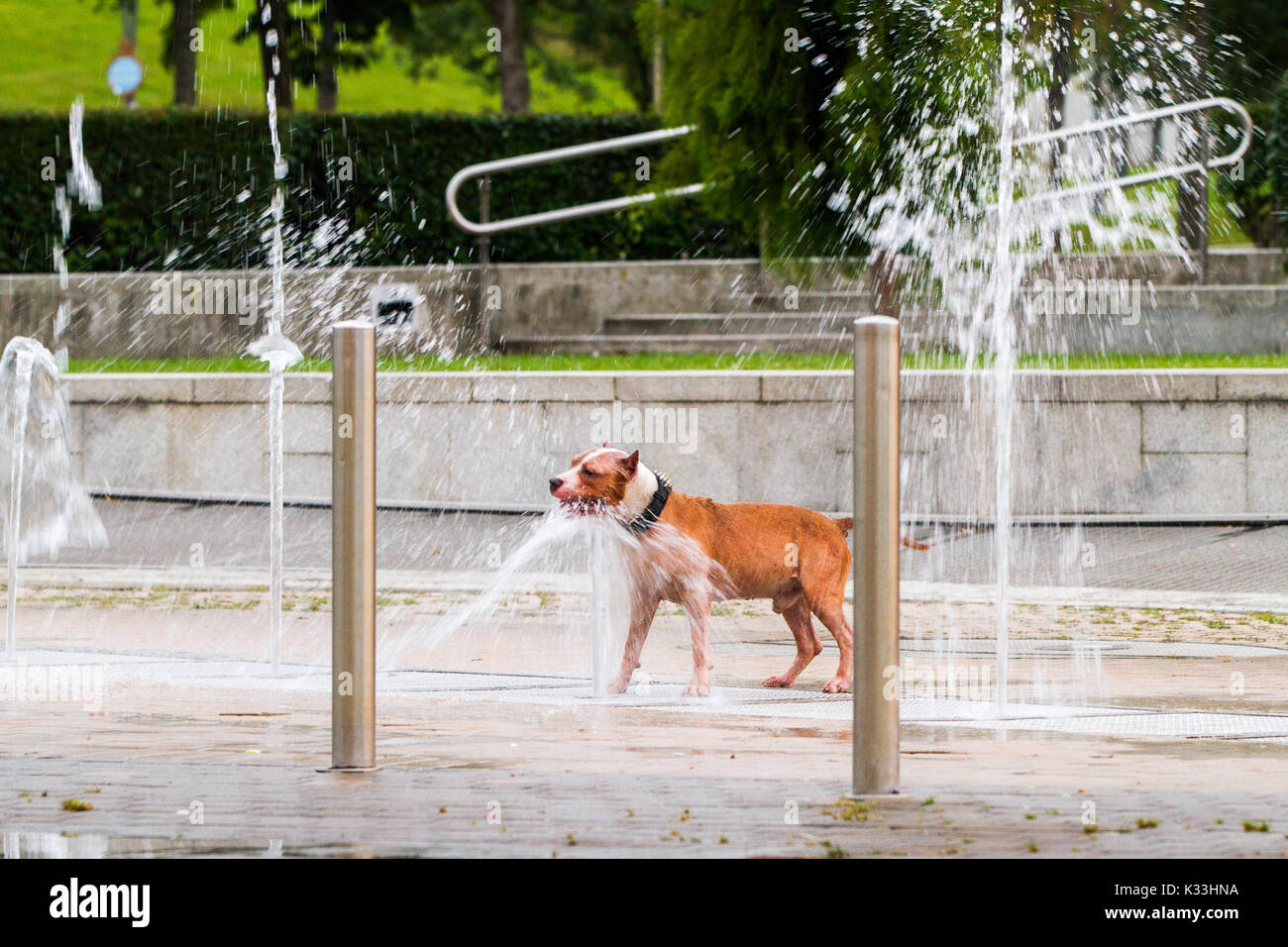 Dog playing in the waterfall in summer heat Stock Photo - Alamy