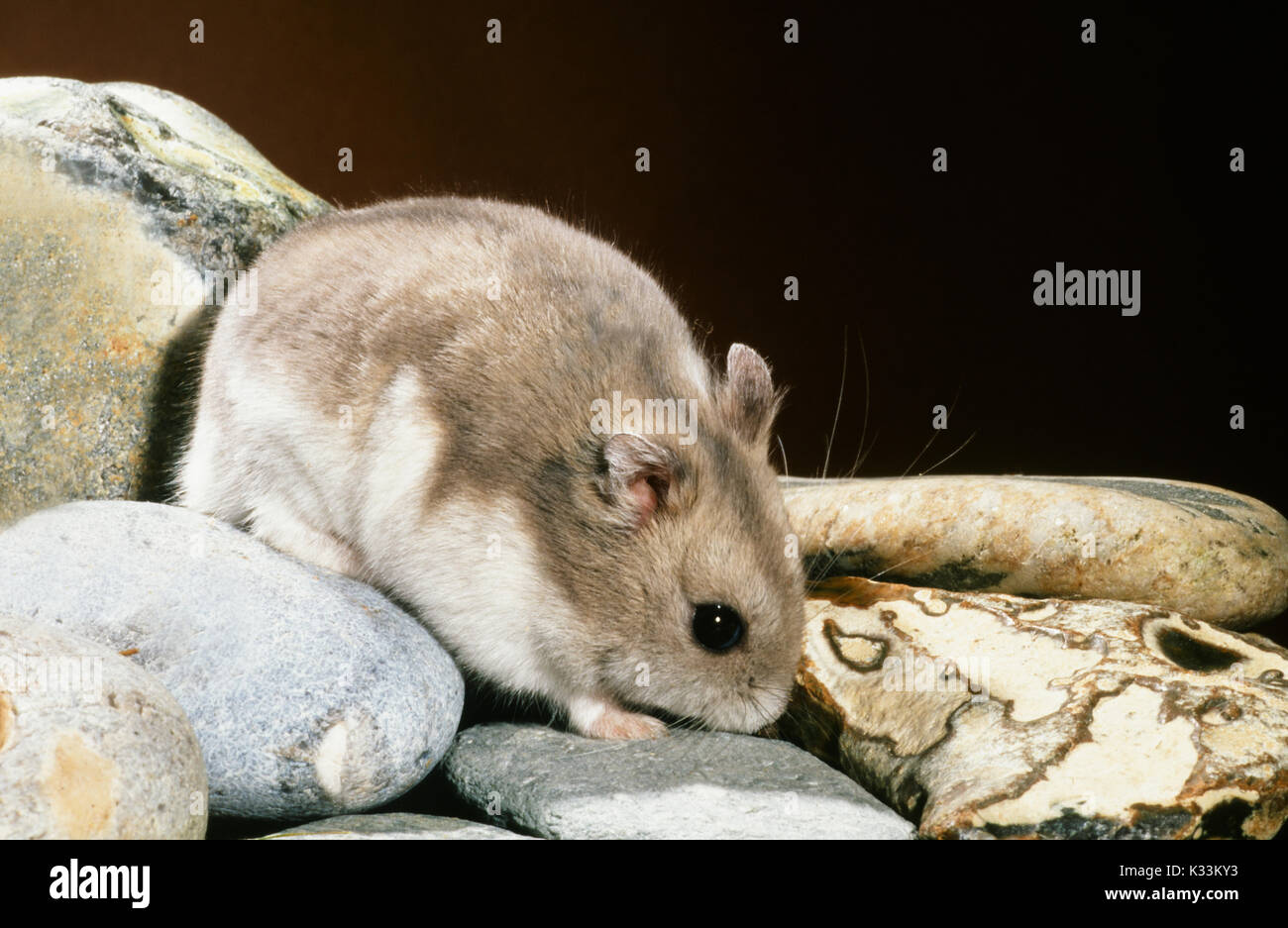 Russian dwarf hamsters hi-res stock photography and images - Alamy