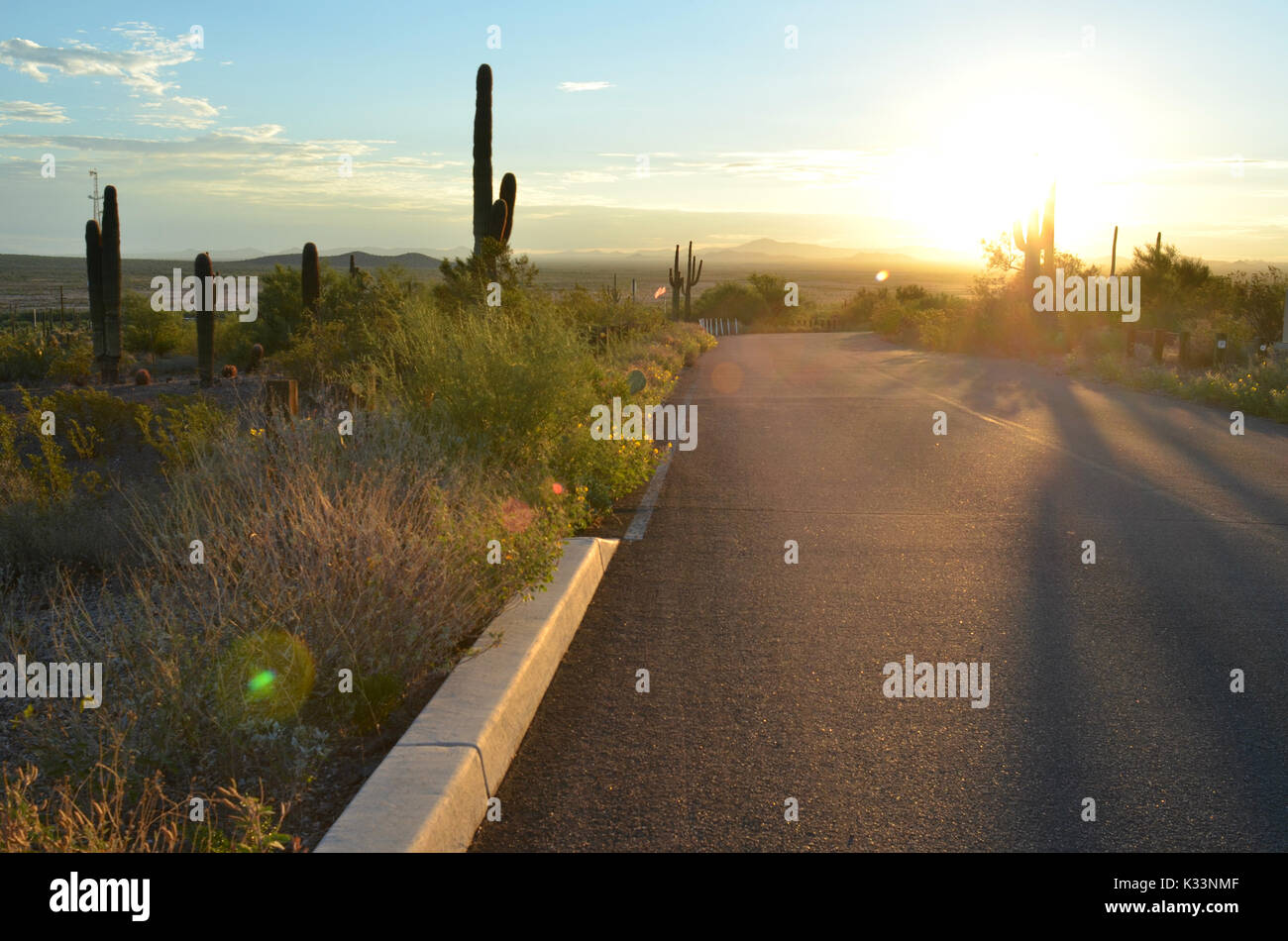 Golden hour in sonoran desert hi-res stock photography and images - Alamy