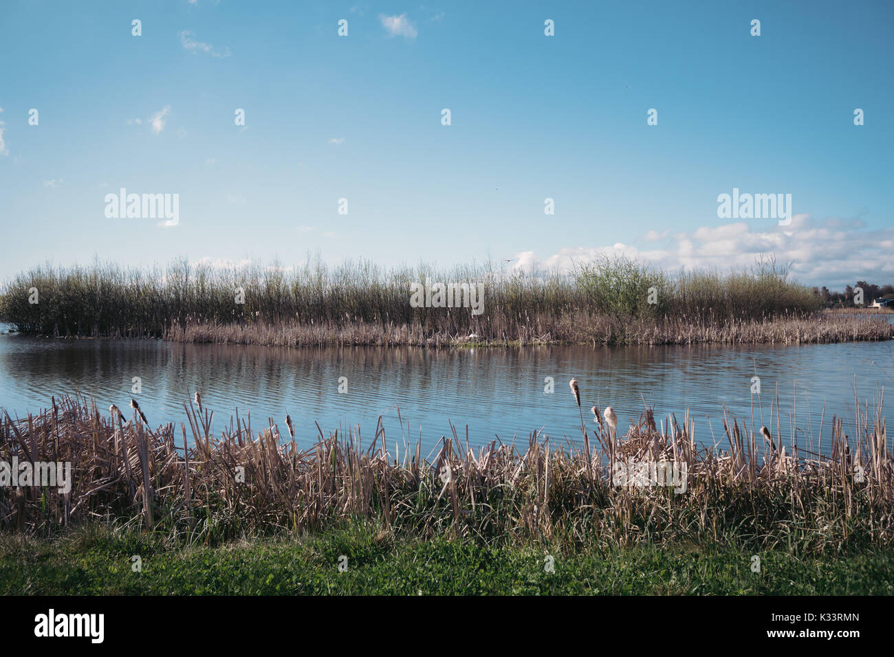 Moor at Gulstav mose in Langeland, Denmark Stock Photo - Alamy