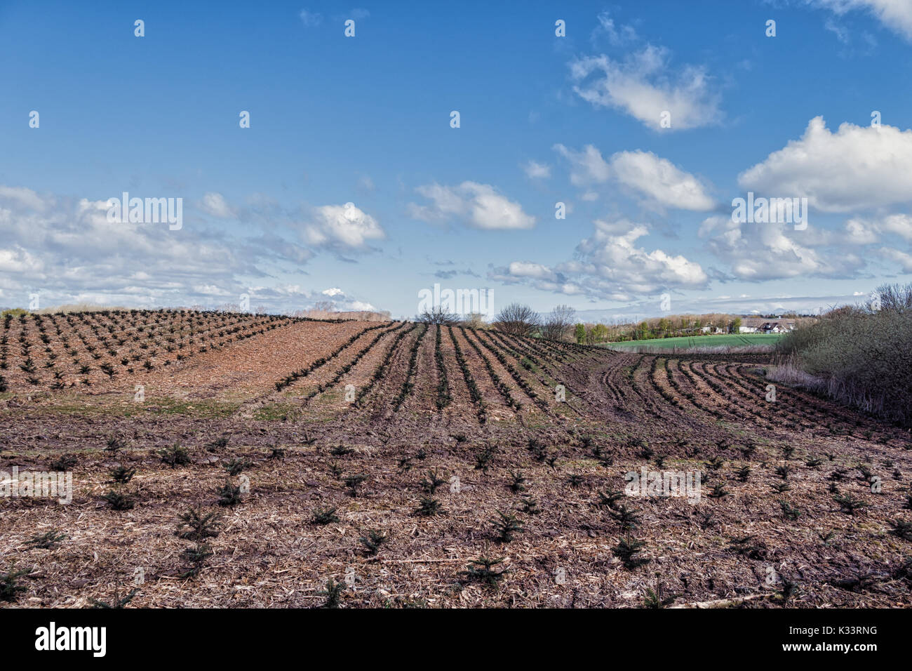 A tree farm growing fir trees for Christmas in Langeland, Denmark Stock ...