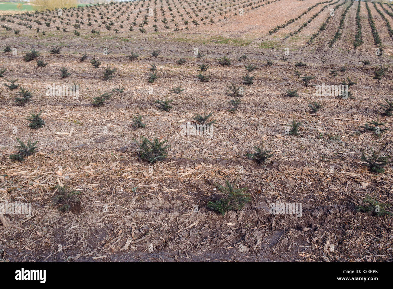 A tree farm growing fir trees for Christmas in Langeland, Denmark Stock ...