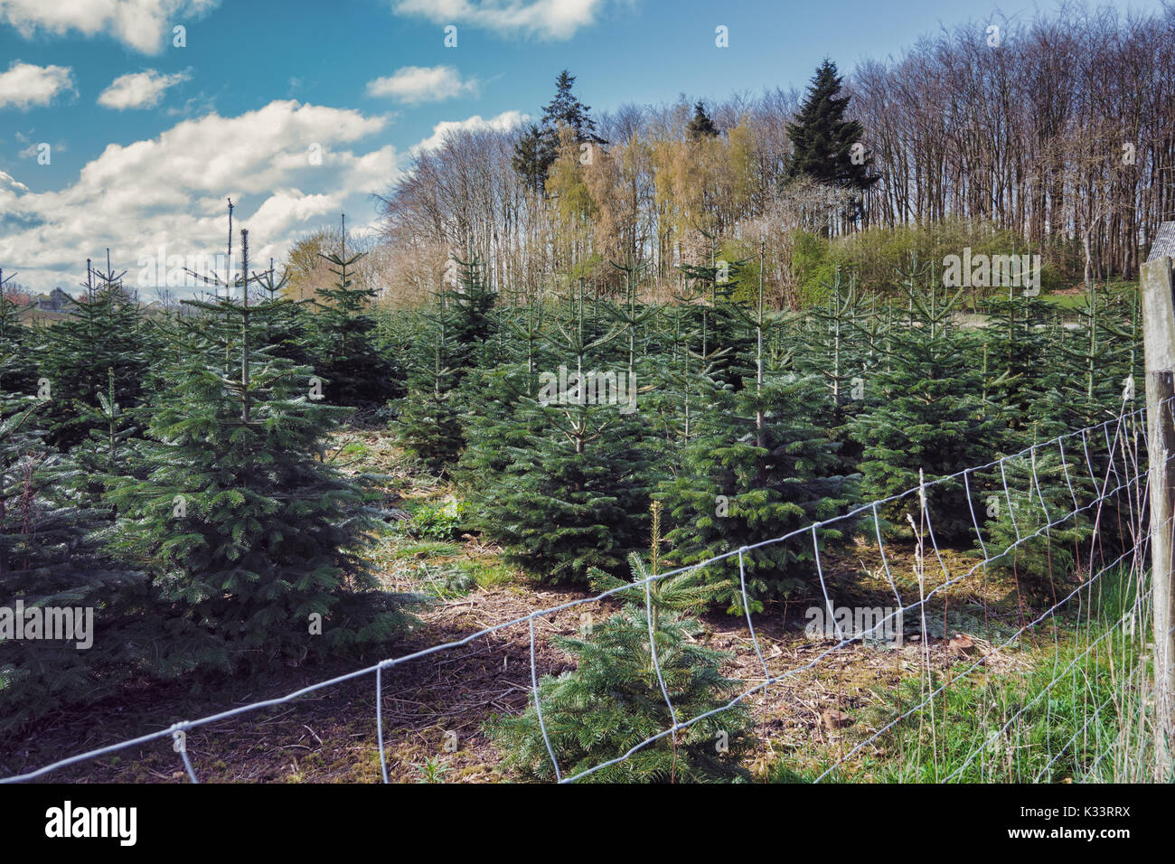 A tree farm growing fir trees for Christmas in Langeland, Denmark Stock ...