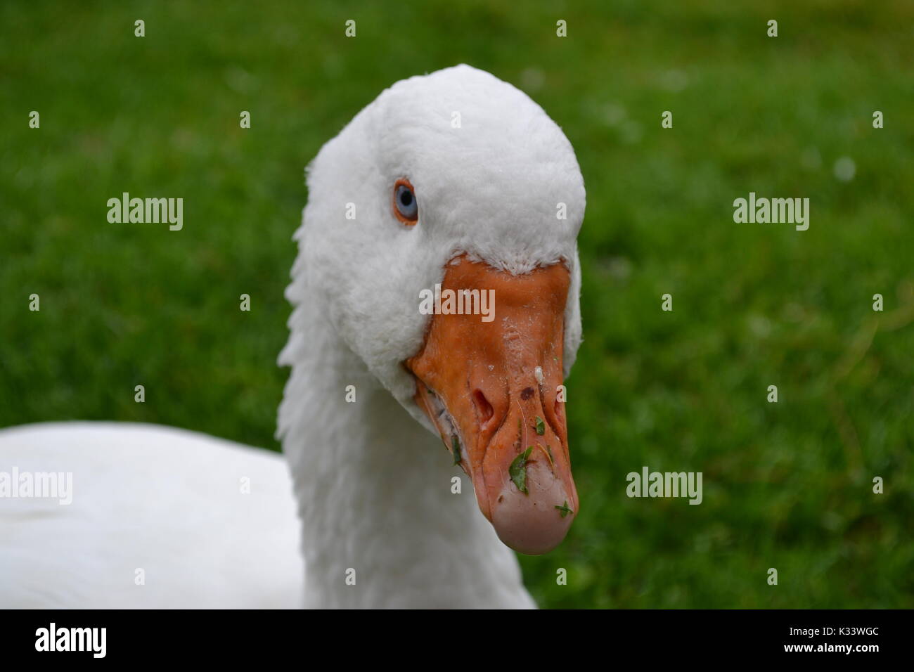 Goose beak hi-res stock photography and images - Alamy