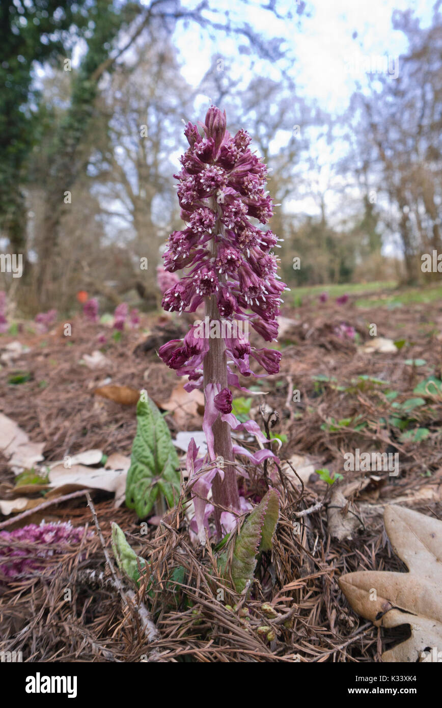 Petasites hybridus hi-res stock photography and images - Alamy