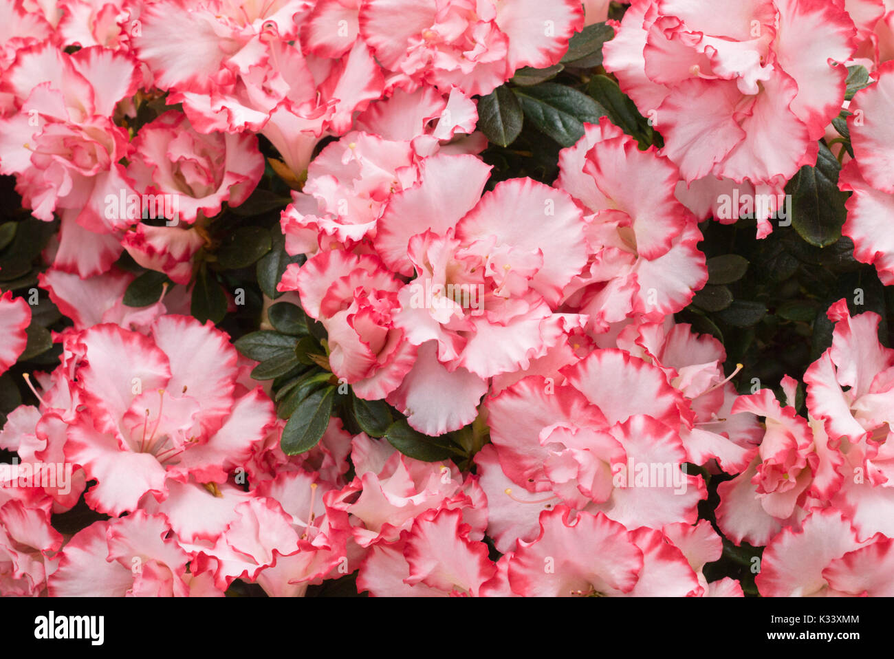 Indian azalea (Rhododendron simsii 'Leopold Astrid' Stock Photo - Alamy