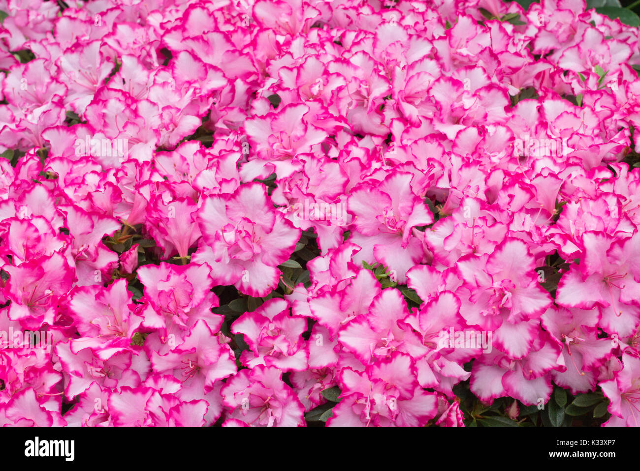 Indian azalea (Rhododendron simsii 'Panfilia' Stock Photo - Alamy