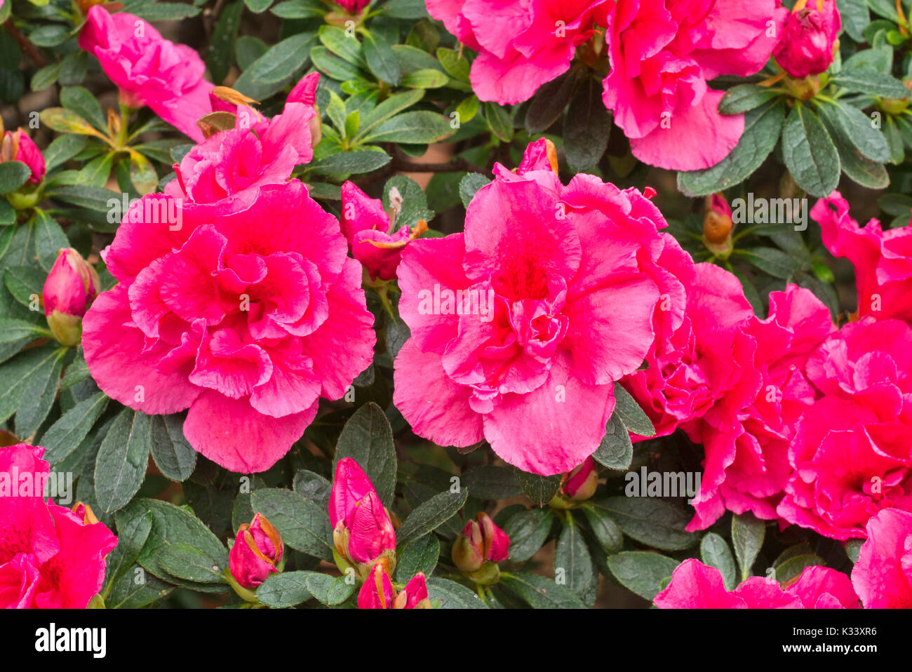 Indian azalea (Rhododendron simsii 'Reinhold Ambrosius' Stock Photo - Alamy