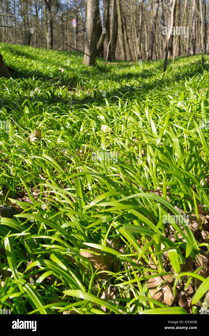 Few flowered leek (Allium paradoxum Stock Photo - Alamy