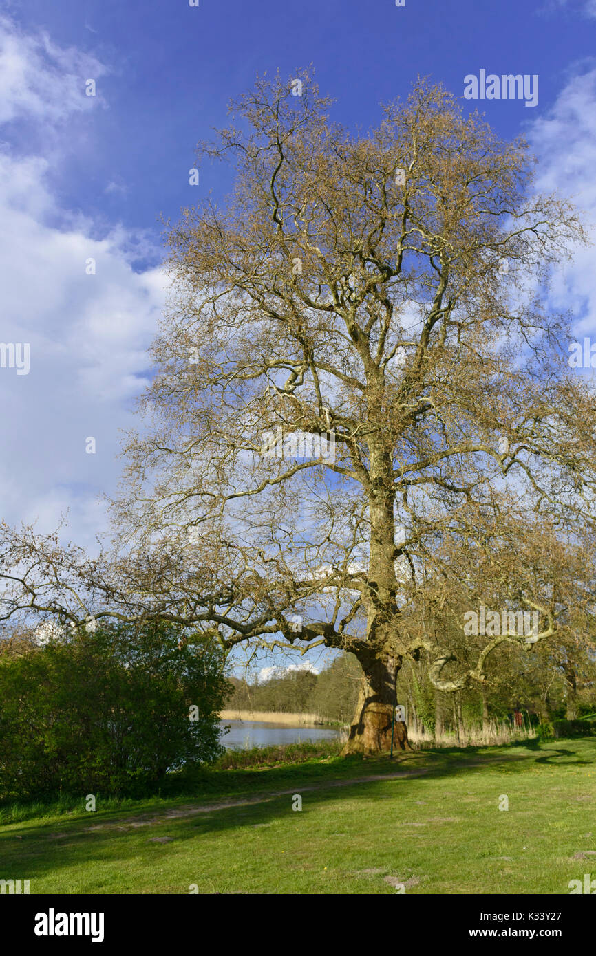Common plane (Platanus x hispanica Stock Photo - Alamy