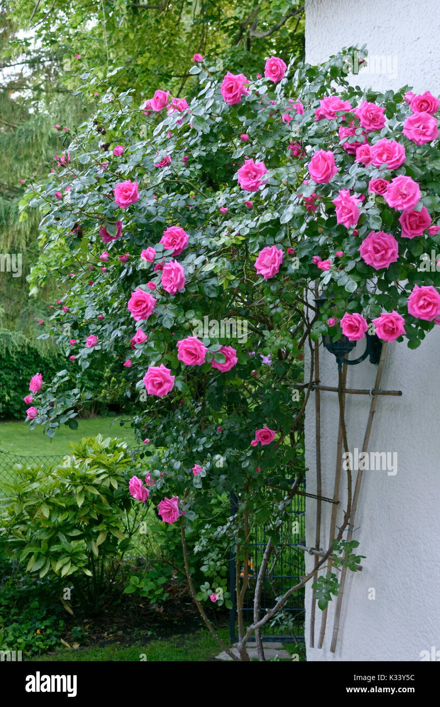 Climbing rose on a house wall Stock Photo - Alamy