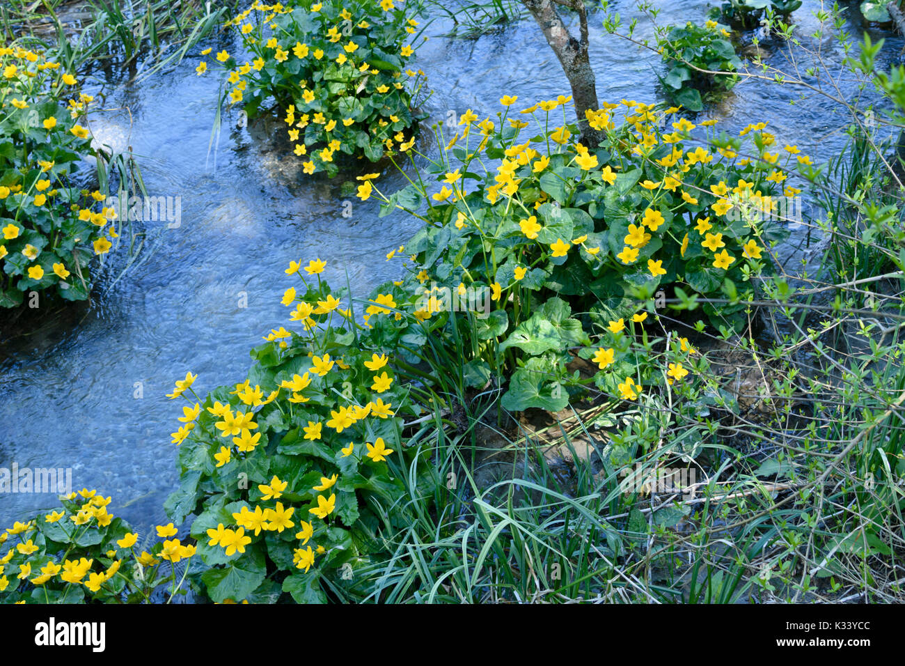 Flowering marsh marigold caltha hi-res stock photography and images - Alamy