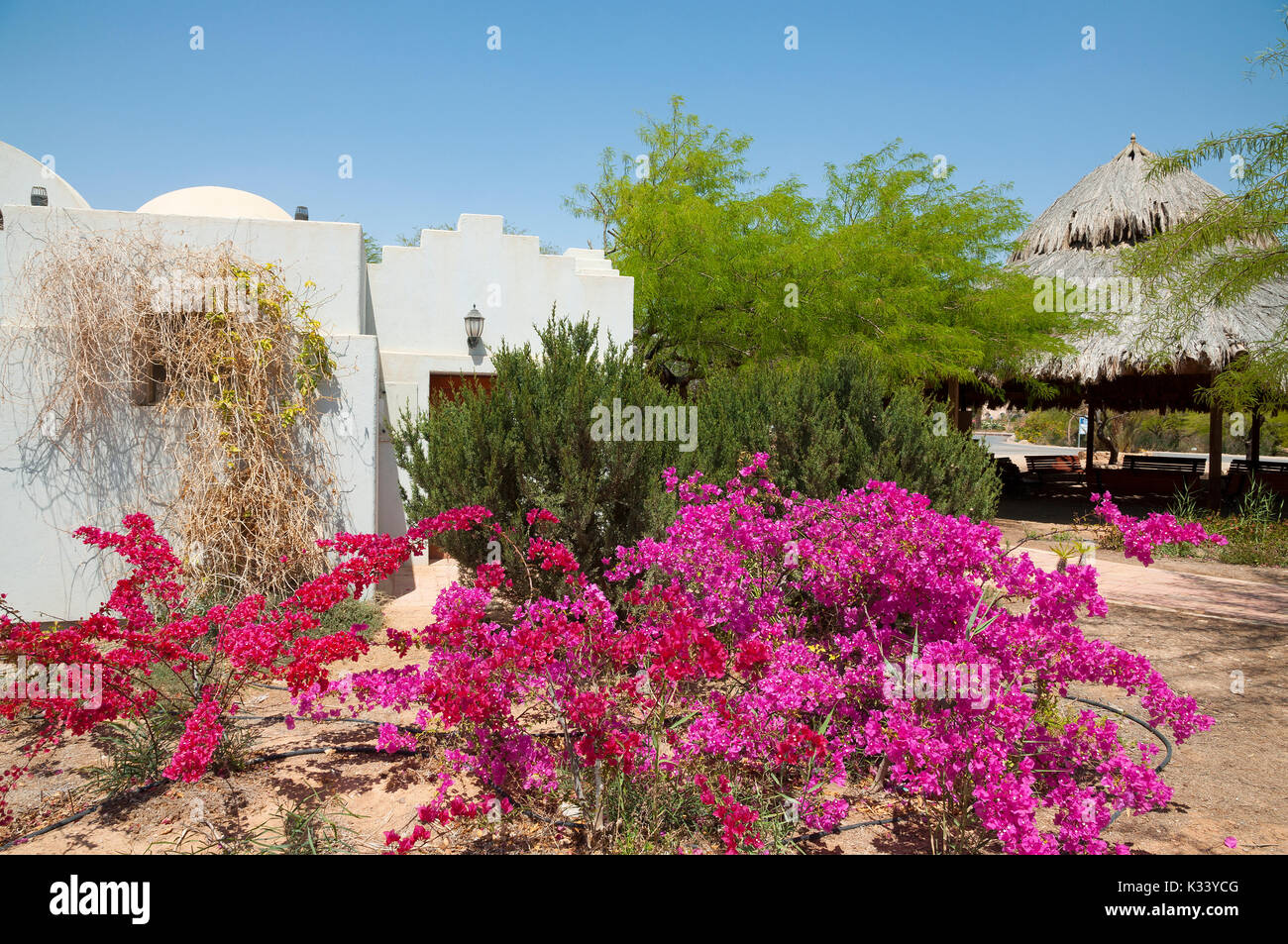 Kibbutz Neot Smadar, Oasis Stock Photo - Alamy