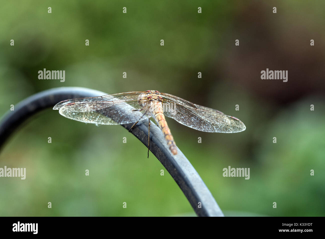 Common darter dragon fly Stock Photo - Alamy