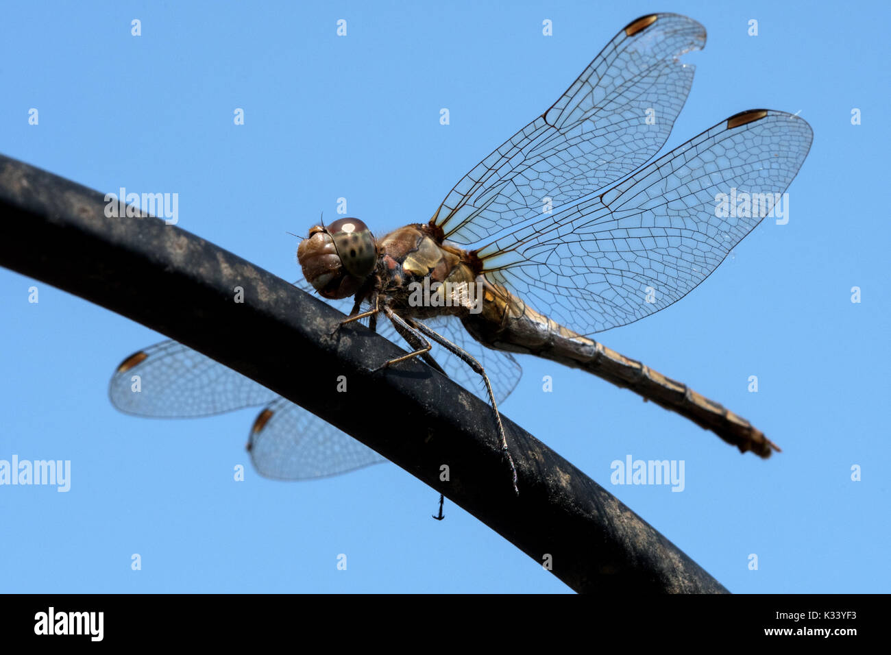 Dragonfly underneath hi-res stock photography and images - Alamy