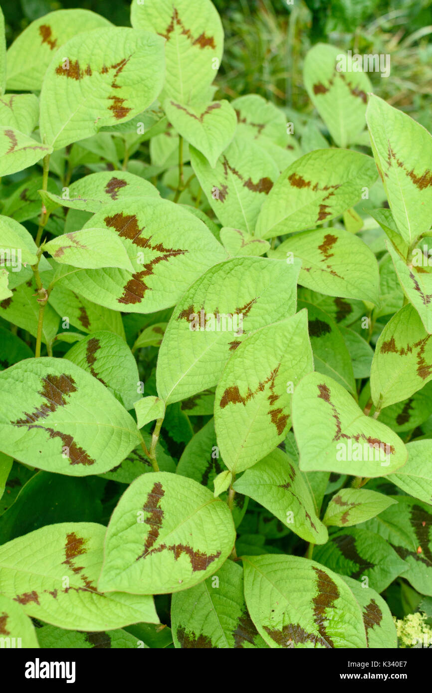 Jumpseed (Persicaria filiformis 'Lance Corporal' syn. Polygonum ...