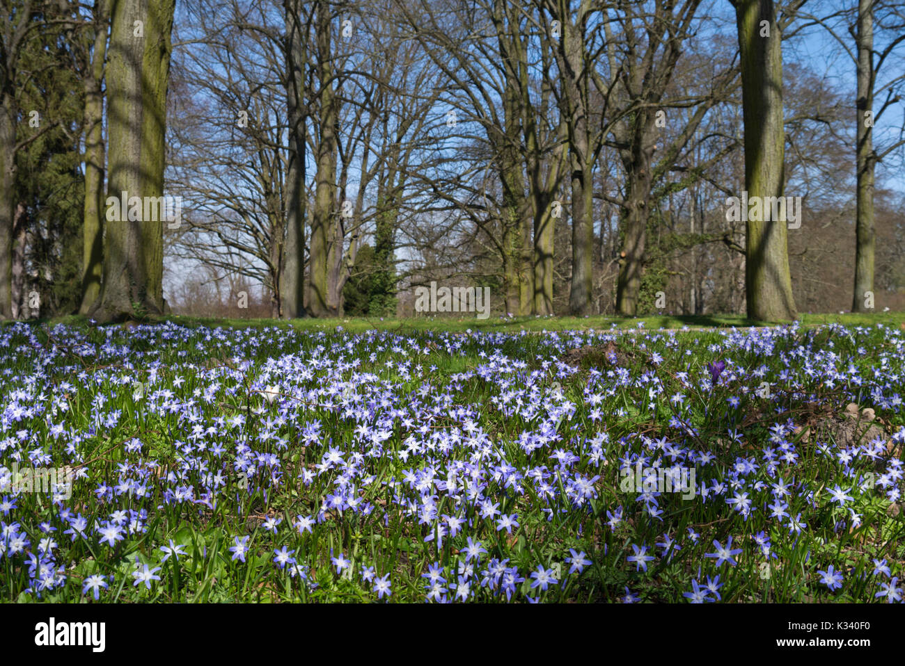 Forbes' glory of the snow (Chionodoxa forbesii syn. Scilla forbesii ...