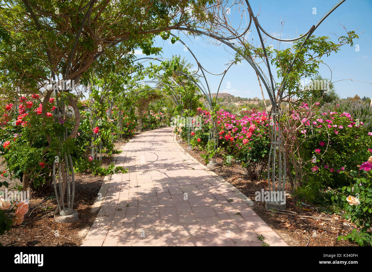 Kibbutz Neot Smadar, Oasis Stock Photo - Alamy