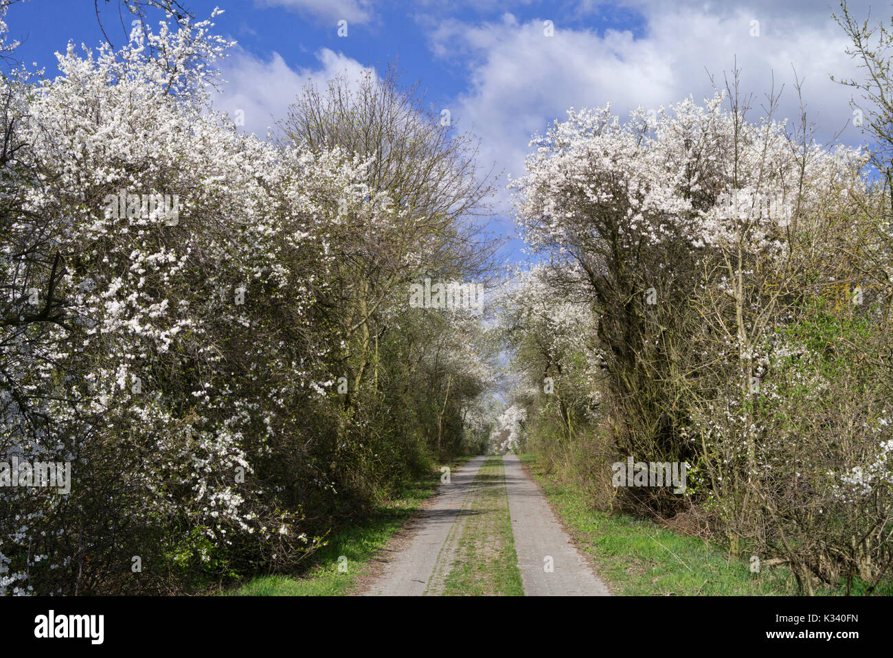 Mirabelles (Prunus domestica subsp. syriaca Stock Photo - Alamy