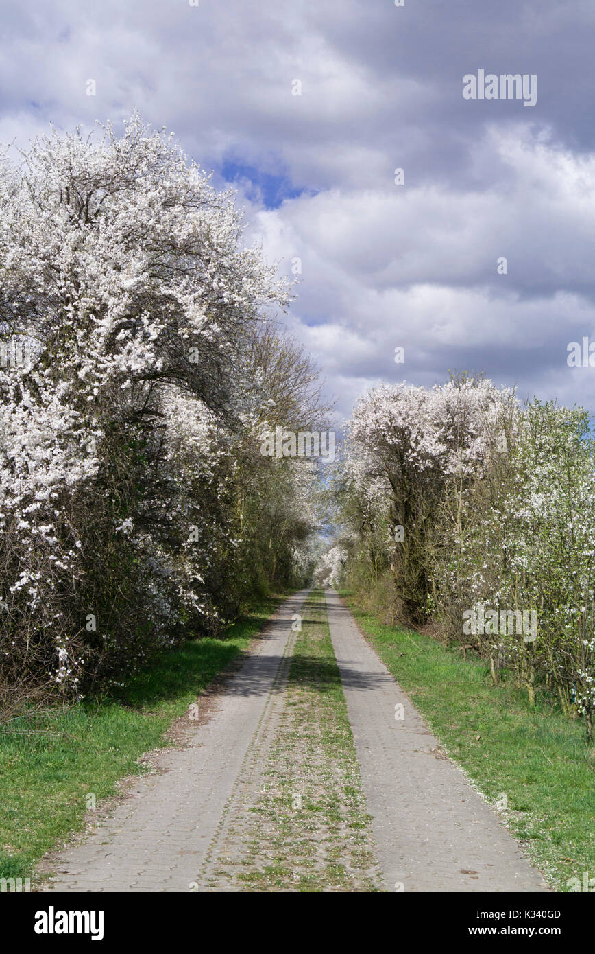 Mirabelles (Prunus domestica subsp. syriaca Stock Photo - Alamy