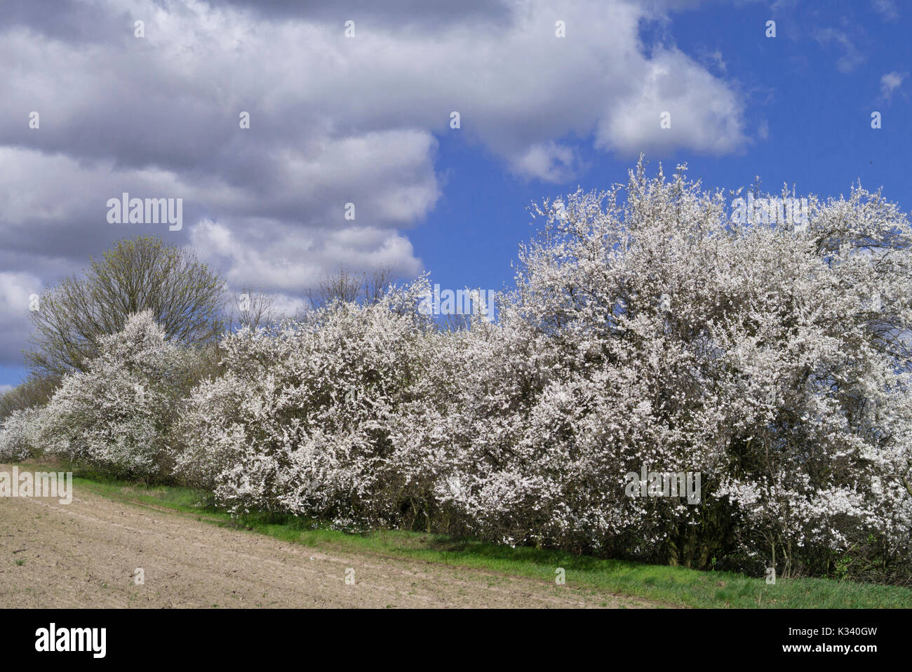 Mirabelles (Prunus domestica subsp. syriaca Stock Photo - Alamy