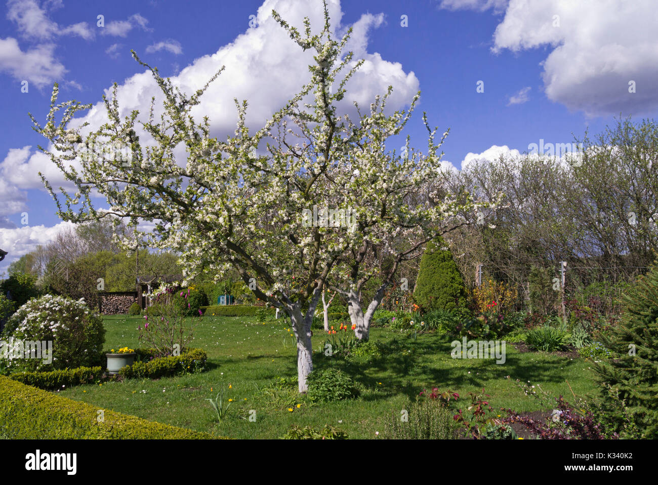 Health trees hi-res stock photography and images - Alamy