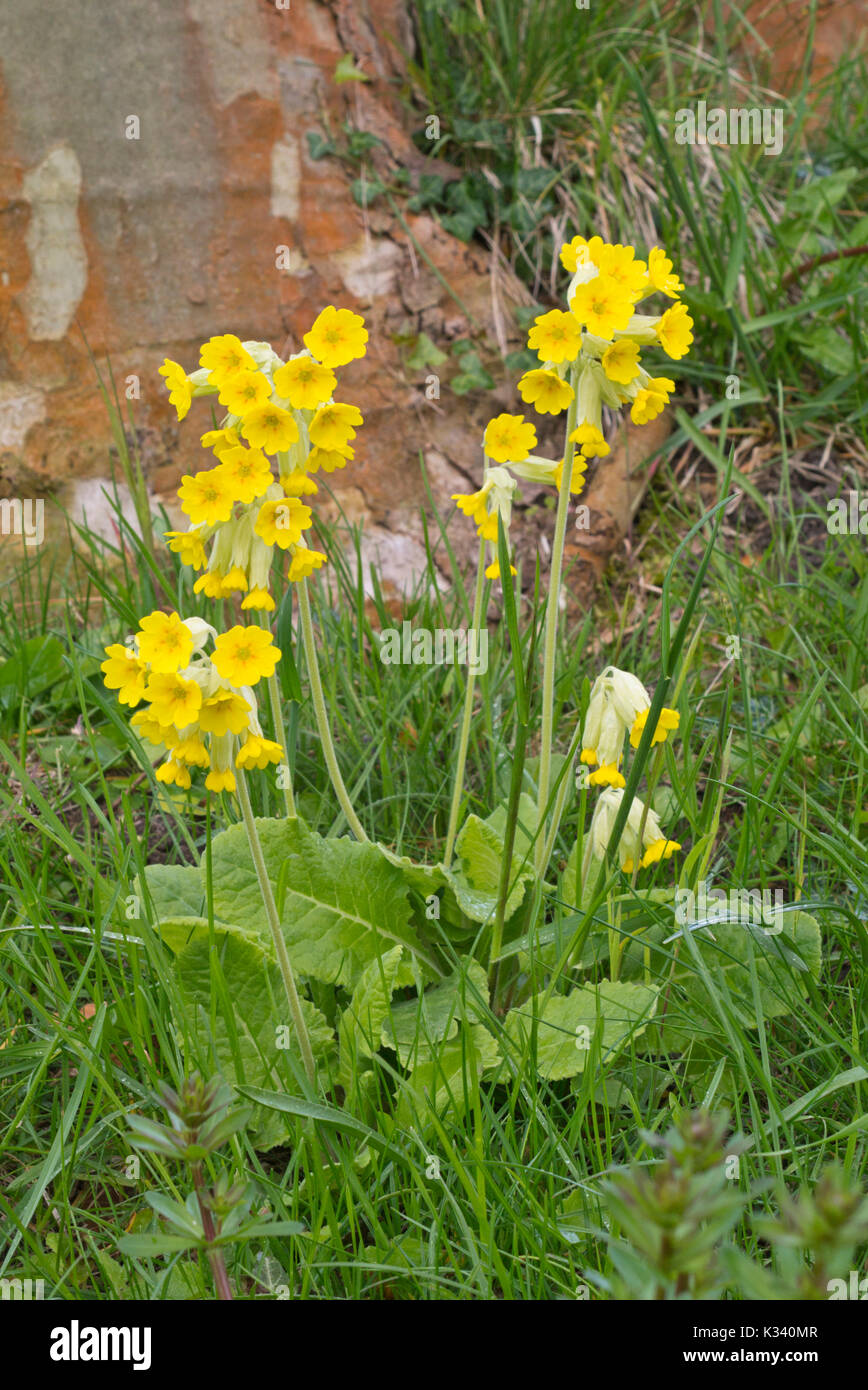 Cowslip (Primula veris Stock Photo - Alamy
