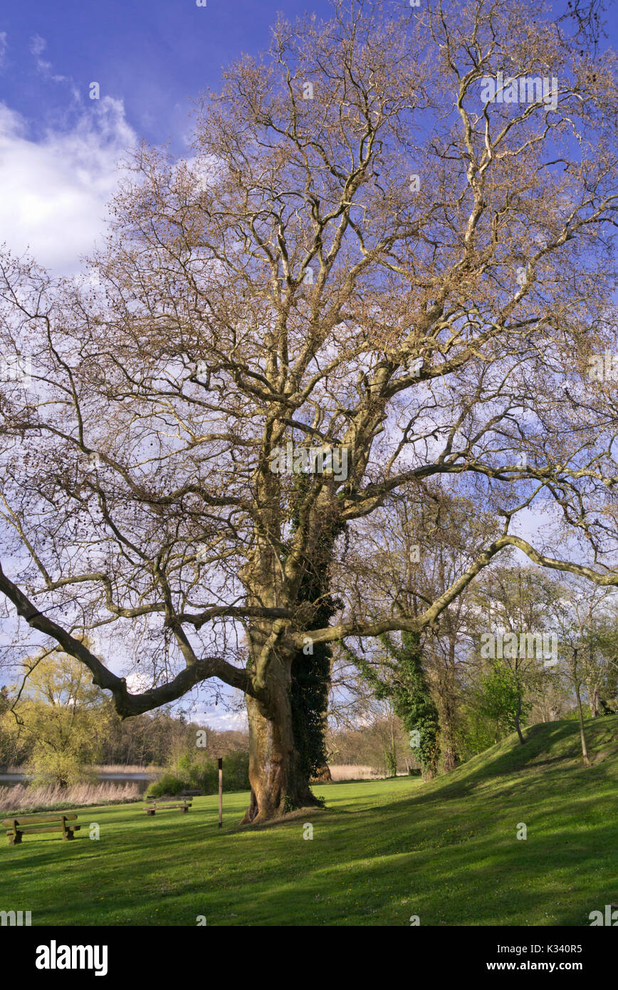 Common plane (Platanus x hispanica Stock Photo - Alamy