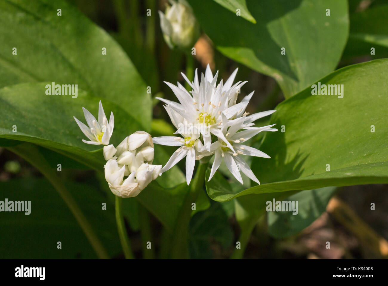 Wood garlic (Allium ursinum Stock Photo - Alamy