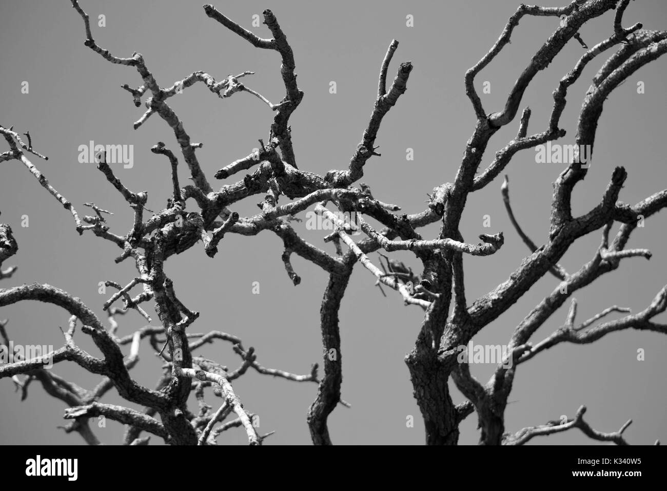 Tree Sketch High Resolution Stock Photography and Images - Alamy