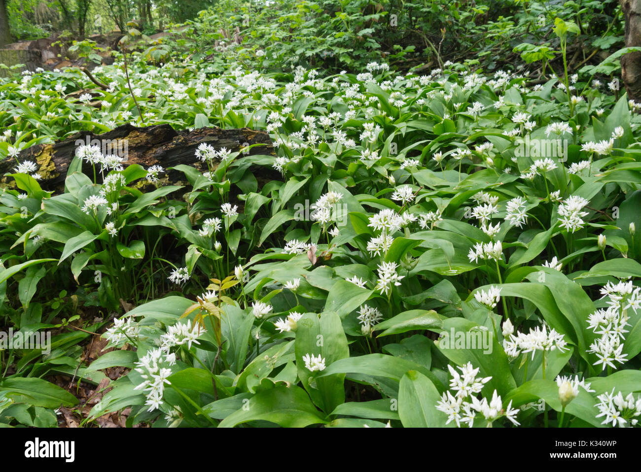 Wood garlic (Allium ursinum Stock Photo - Alamy