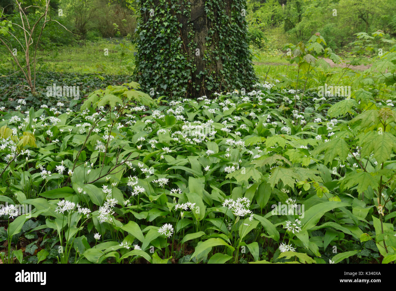 Wood garlic (Allium ursinum Stock Photo - Alamy