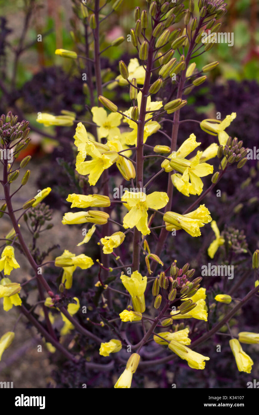 Beefsteak plant (Perilla frutescens Stock Photo - Alamy