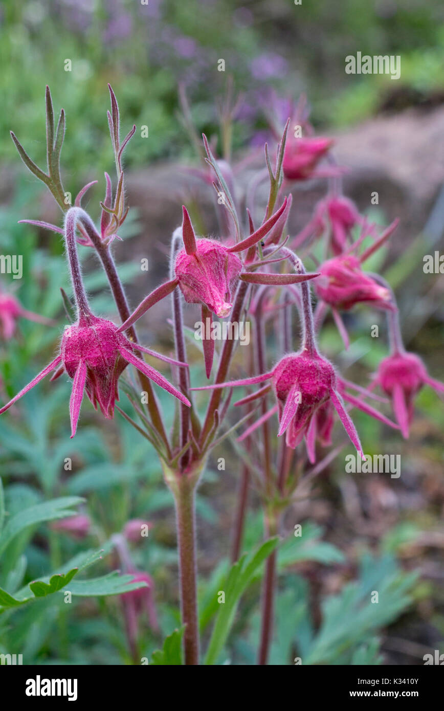 Prairie smoke (Geum trifolium Stock Photo - Alamy