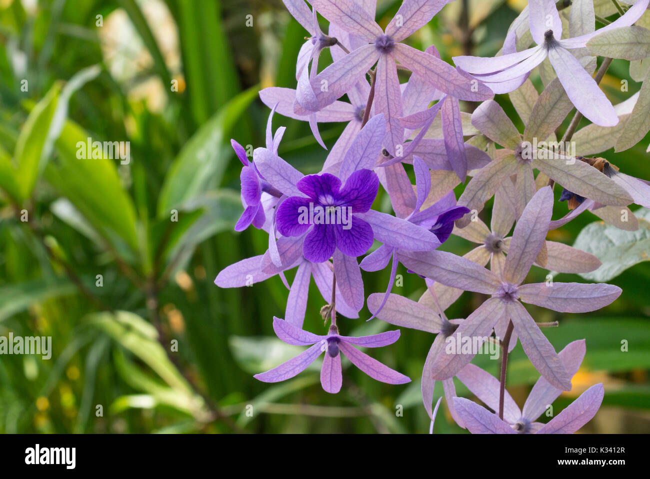 Sandpaper vine hi-res stock photography and images - Alamy