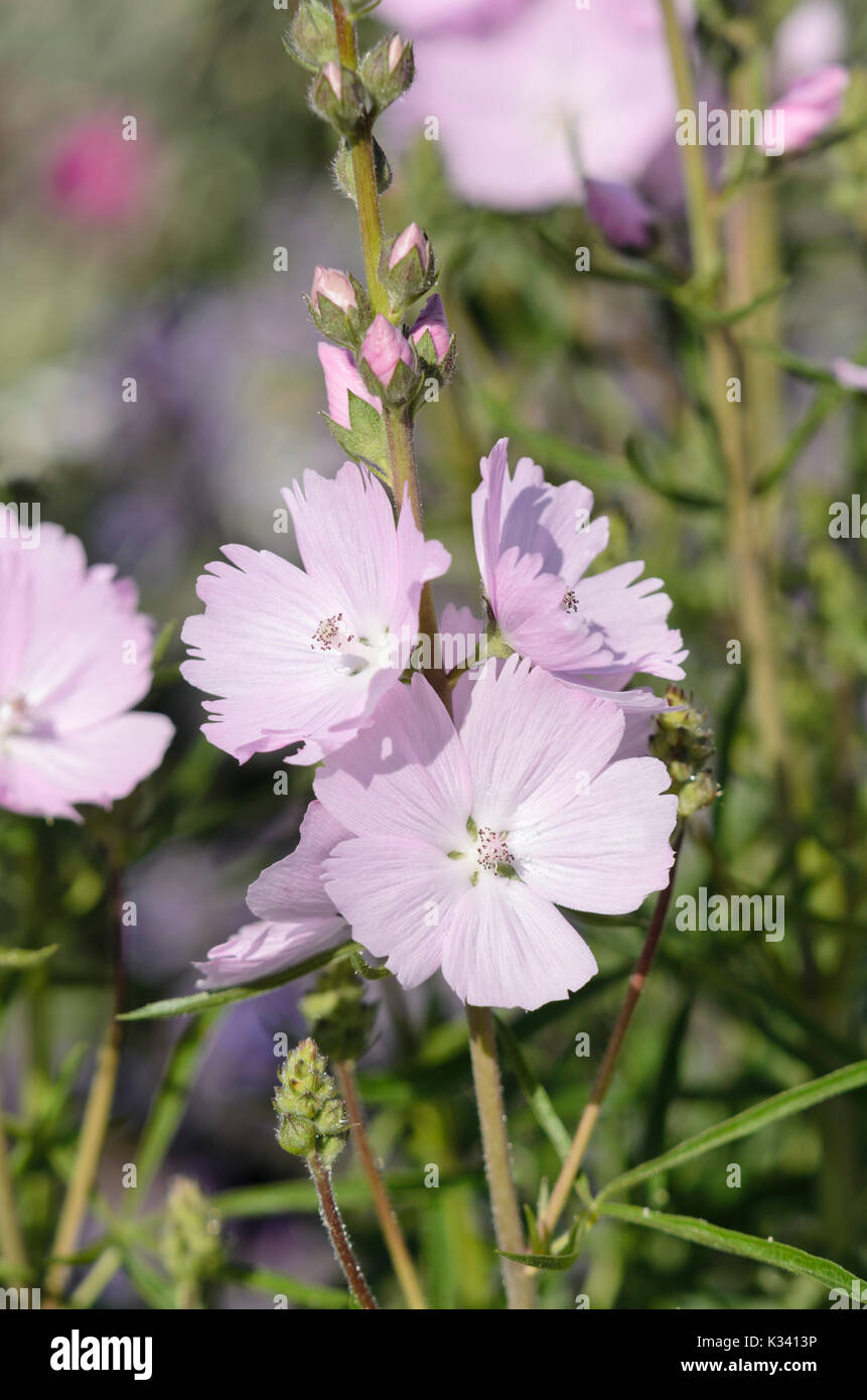 Prairie mallow (Sidalcea malviflora 'Elsie Heugh' Stock Photo - Alamy