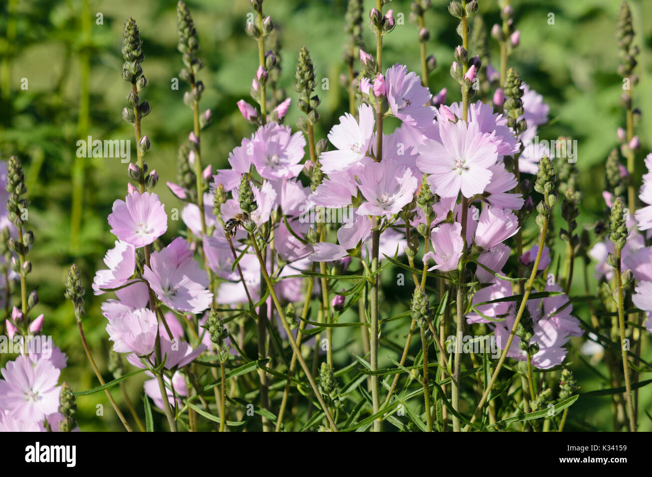 Prairie mallow (Sidalcea malviflora 'Elsie Heugh' Stock Photo - Alamy