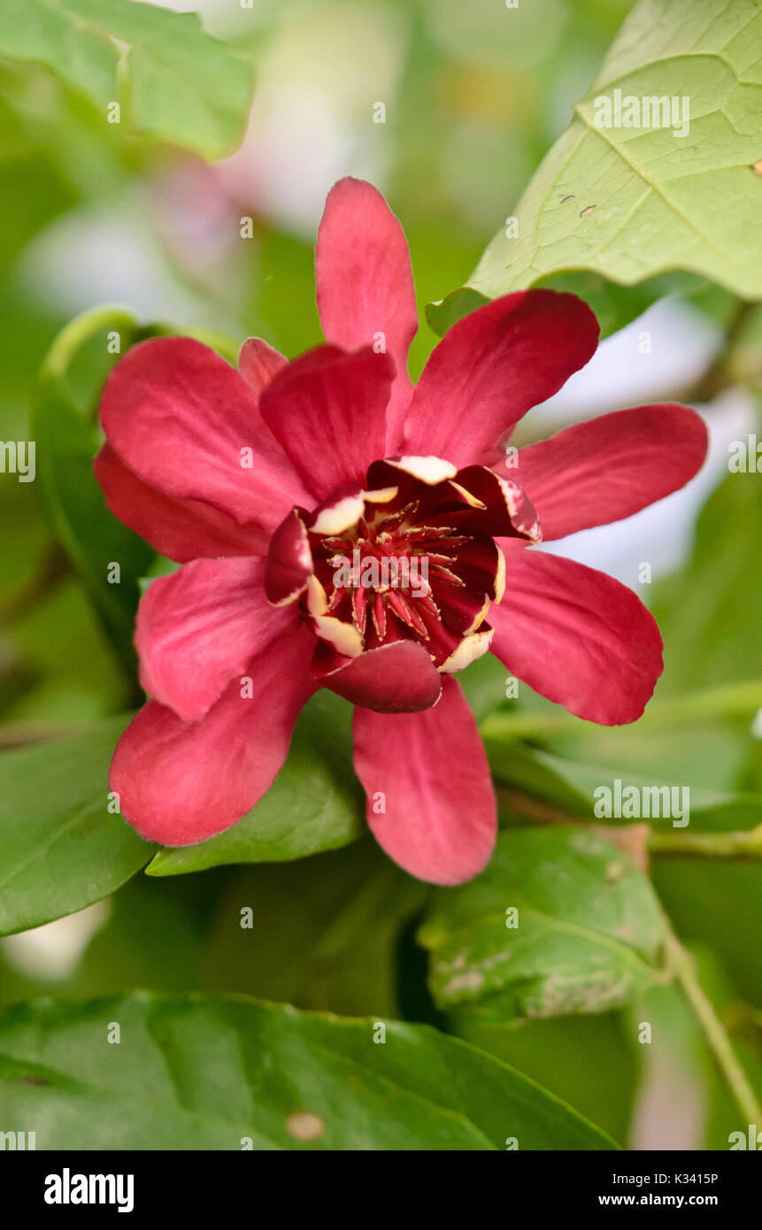 Sweetshrub (Calycanthus floridus 'Aphrodite' Stock Photo - Alamy Sweetshrub (Calycanthus floridus 'Aphrodite' Stock Photo - Alamy